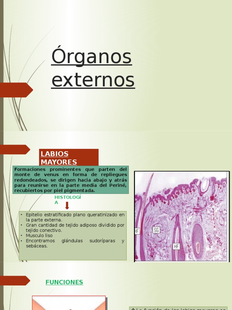 La anatomía de los órganos externos femeninos: labios mayores, labios ...
