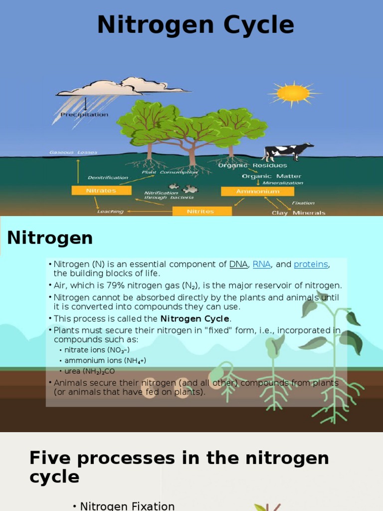Nitrogen Cycle | PDF | Nitrogen | Nitrate