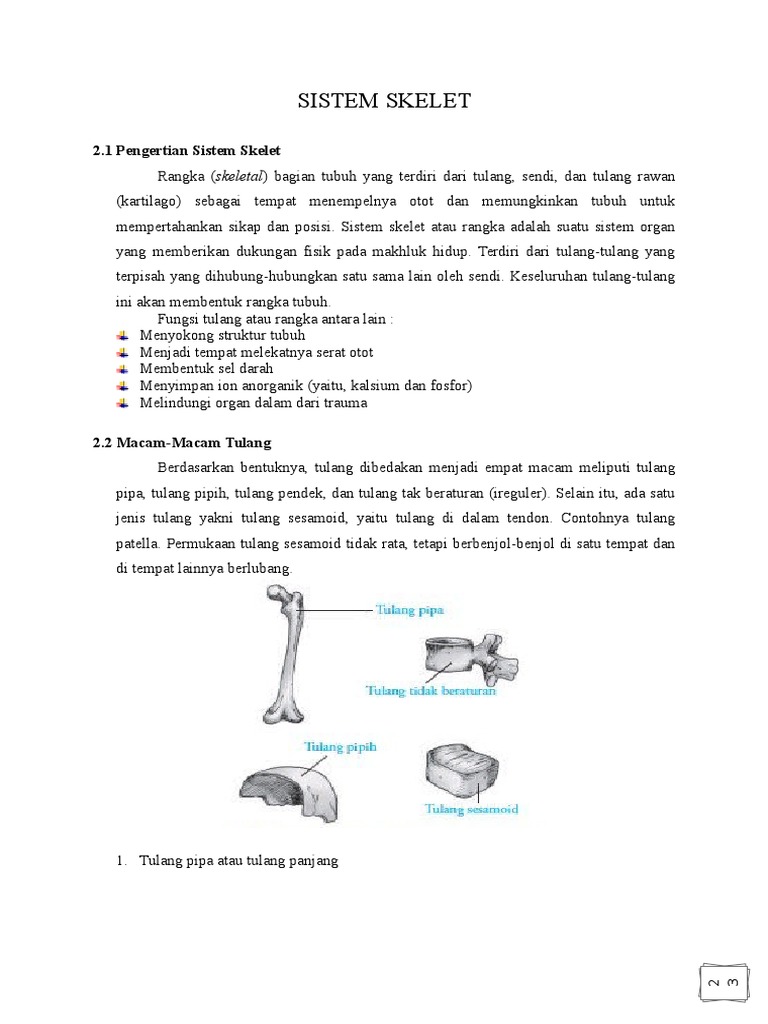 Sistem Skelet Jadi | PDF
