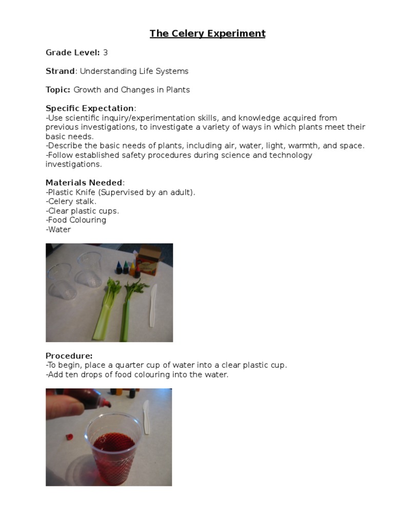 Celery Stalk Experiment With Food Coloring
