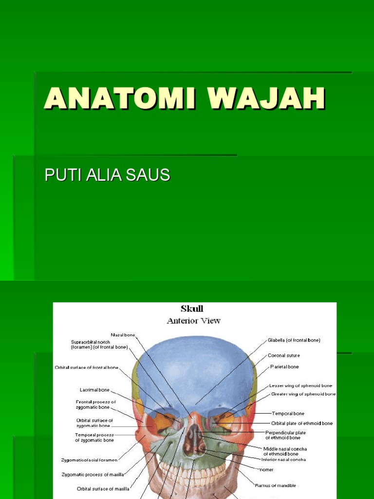 Anatomi Wajah | PDF