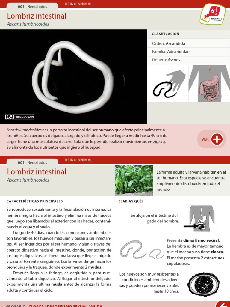 Lombriz Intestinal | PDF | Organismos | Naturaleza