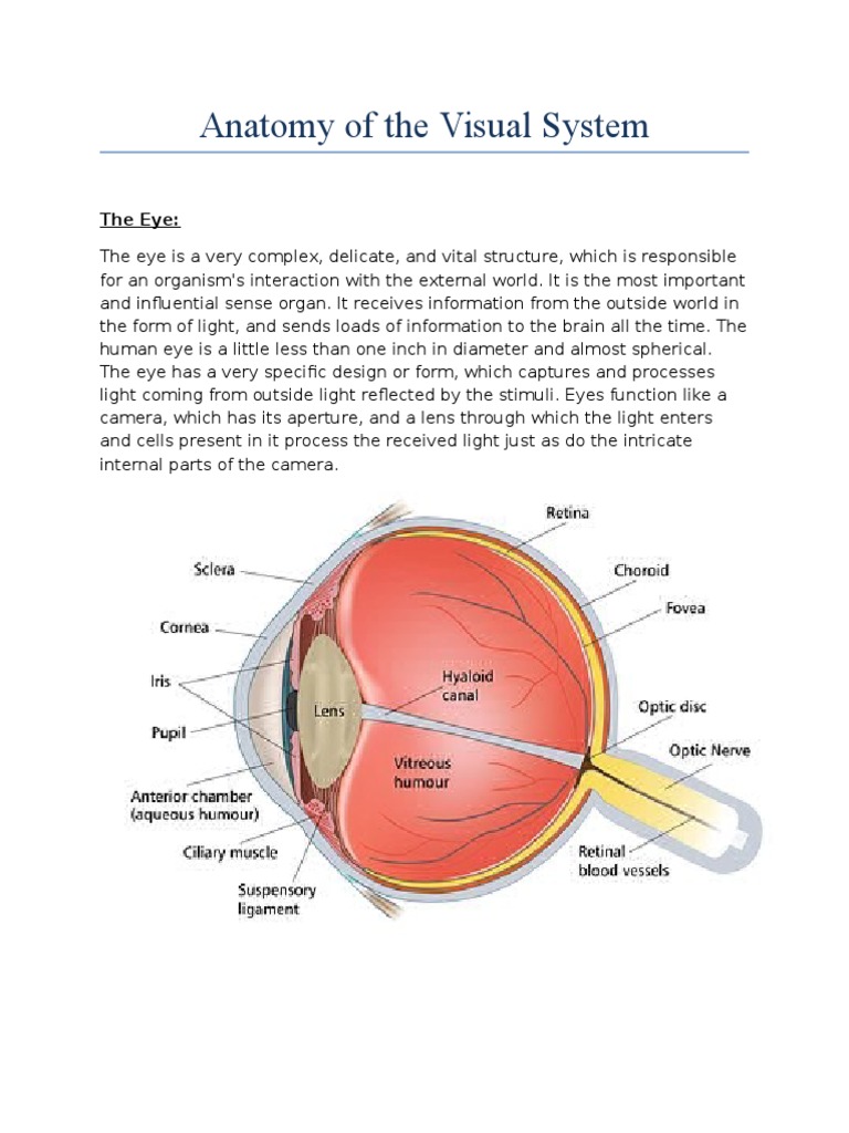 Anatomy of The Visual System | PDF | Eye | Retina