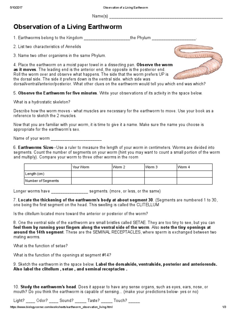 observation of a living earthworm | Anatomical Terms Of Location ...