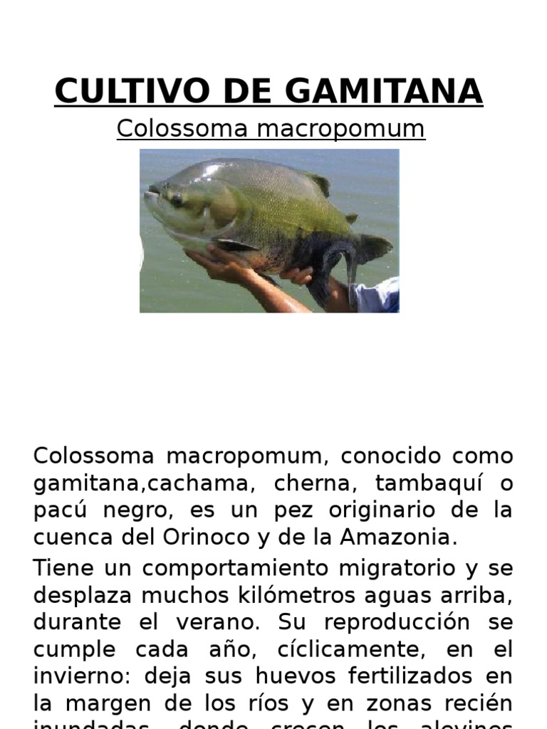 Cultivo de Gamitana | PDF | Agua | Química