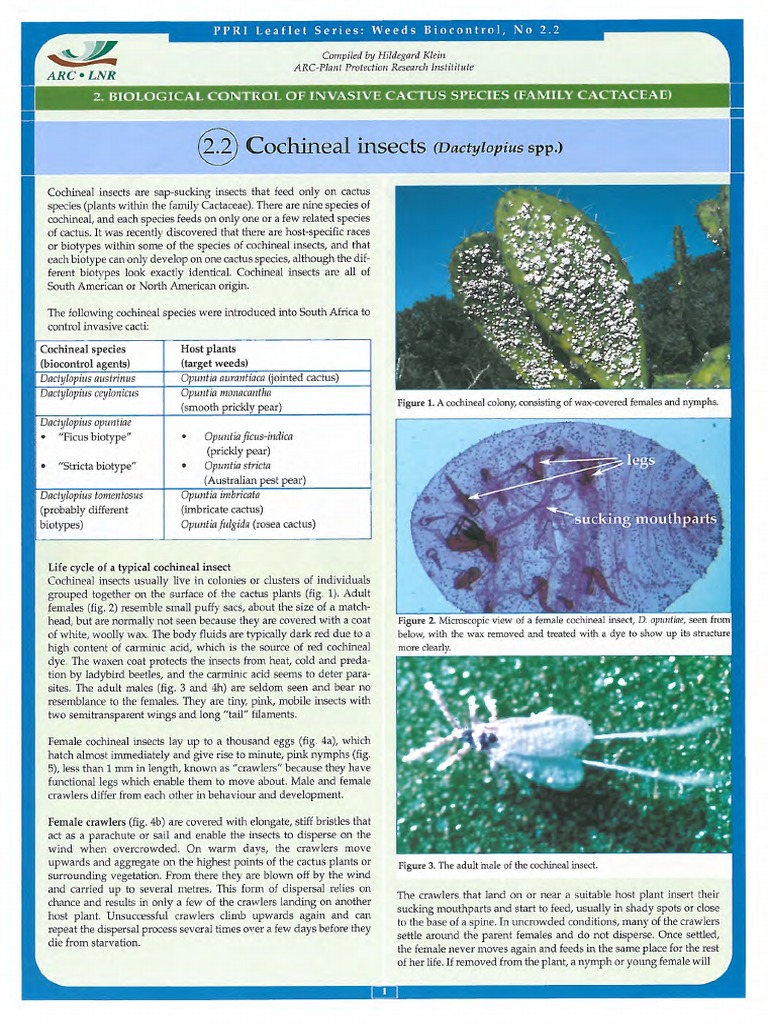 Cochineal Insects Dactylopius SPP | PDF