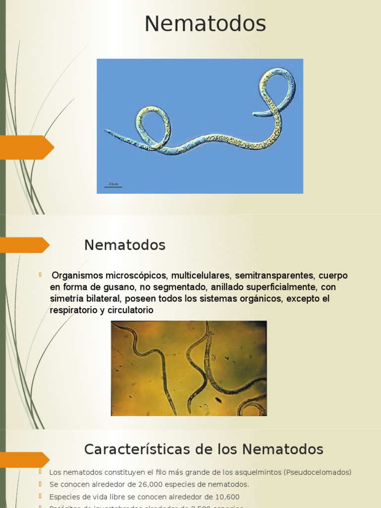 Diapositiva Sobre Los Nematodos | Nematodo | Sistema digestivo humano