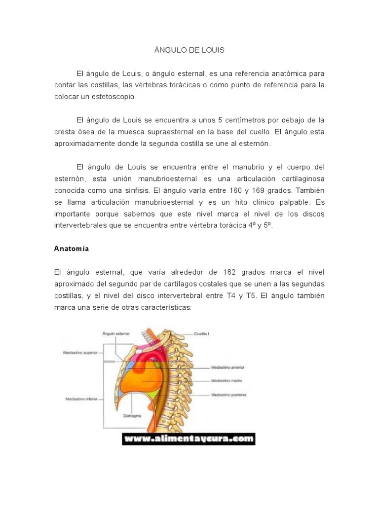 Ángulo de Louis | Tórax | Anatomía humana