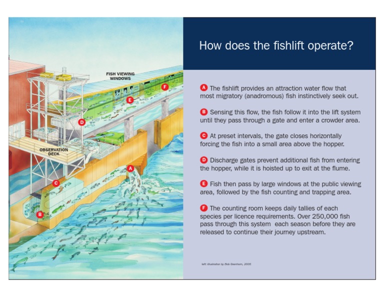 How Does Fishlift Operate | PDF