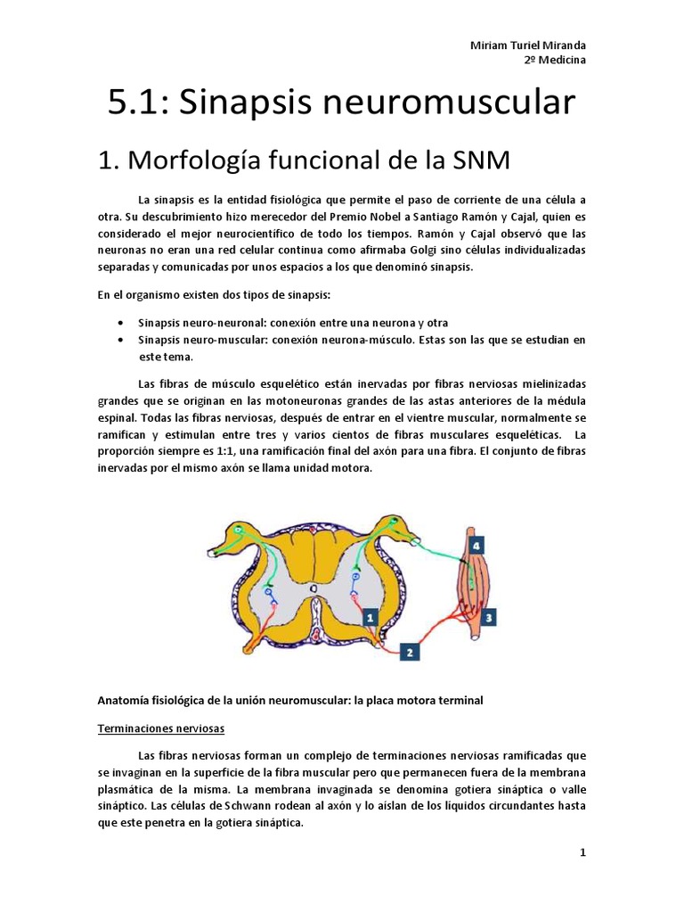 Sinapsis Neuromuscular Descargar Gratis Pdf Unión Neuromuscular