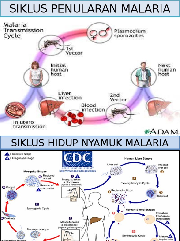 Siklus Penularan Malaria | PDF