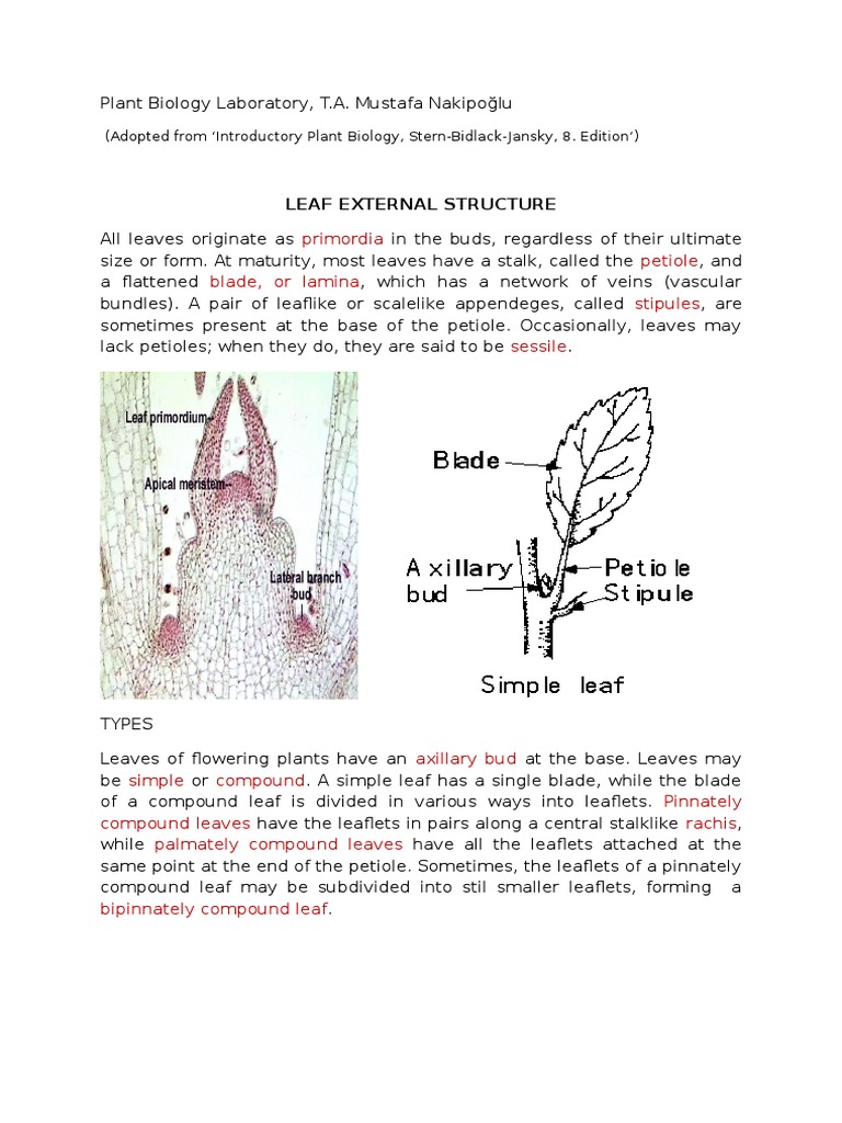Leaf External Structure | PDF | Plant Stem | Plant Morphology