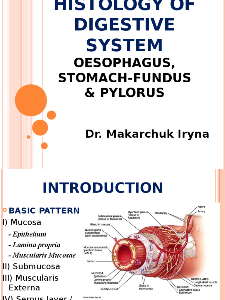 Oesophagus, Stomach-Fundus & Pylorus: Dr. Makarchuk Iryna | PDF ...