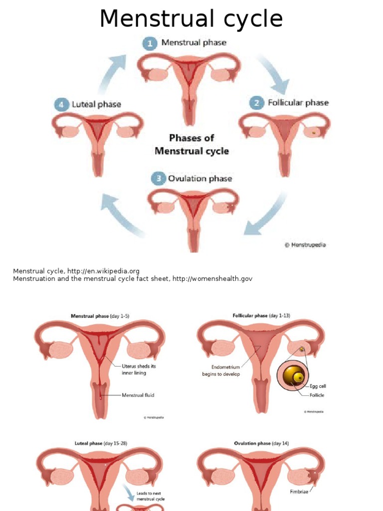Menstruation and The Menstrual Cycle Fact Sheet, Http://womenshealth ...