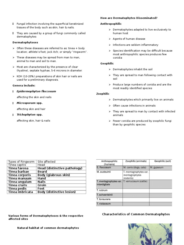 Cutaneous Mycoses How Are Dermatophytes Disseminated? Anthropophilic ...