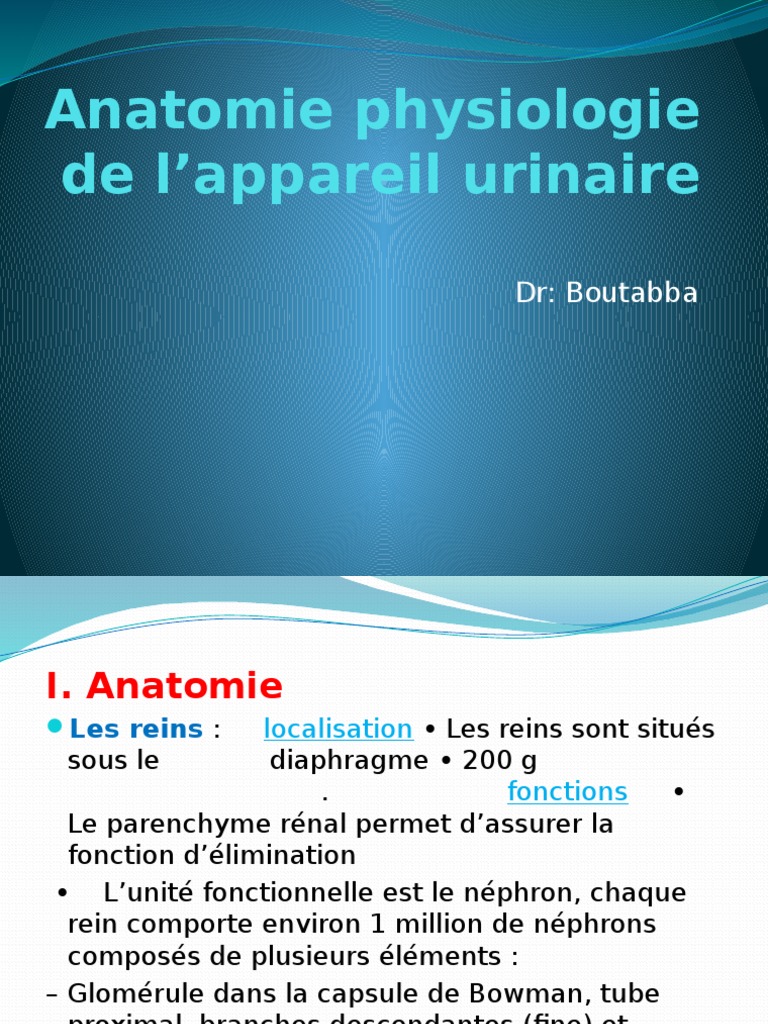 Anatomie et physiologie de l'appareil urinaire | PDF | Appareil urinaire | Rein