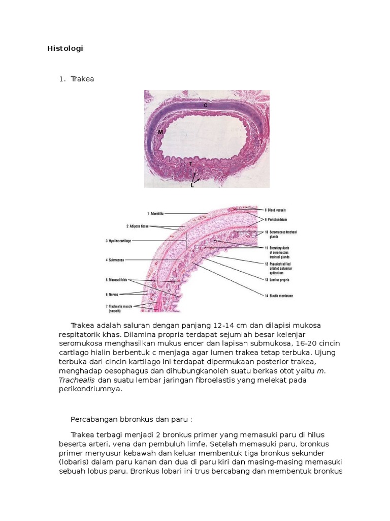 Histologi Sken 1 | PDF