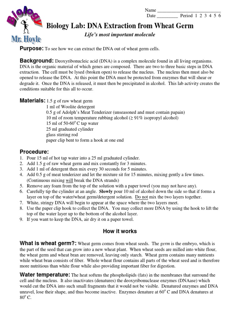 Biology Lab: DNA Extraction From Wheat Germ: Purpose: Background ...