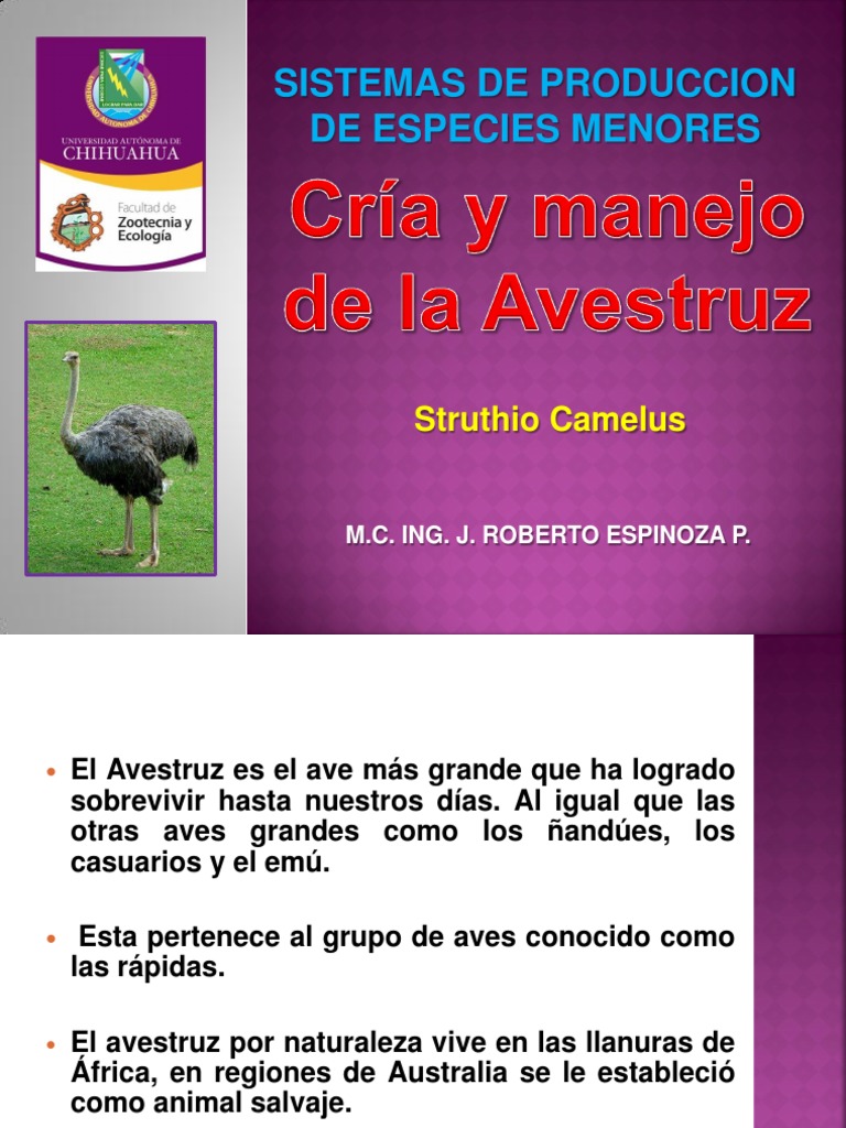 Manual de Cria y Manejo de La Avestruz | PDF | Aves Domesticadas | Paravianos