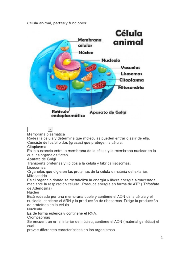 Celula Animal y Vegetal Partes y Funciones | Citoplasma | Célula (Biología)