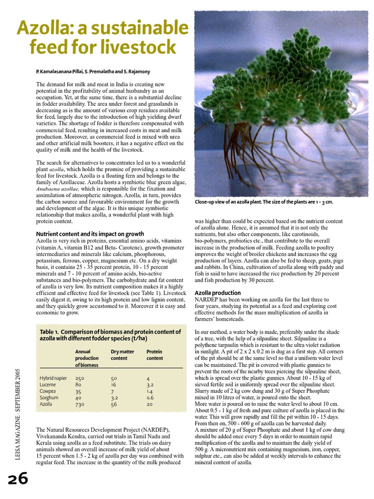 Azolla: Sustainable Livestock Feed | PDF | Agriculture | Food And Drink