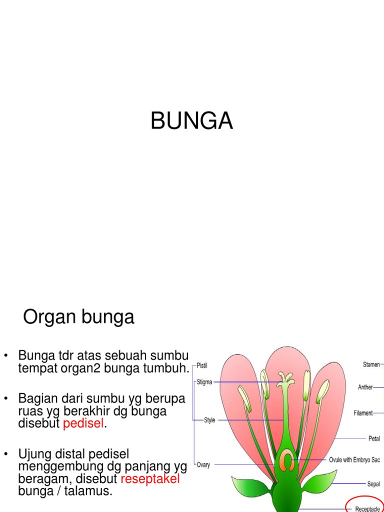 Struktur dan Fungsi Organ Bunga | PDF | Sains & Matematika