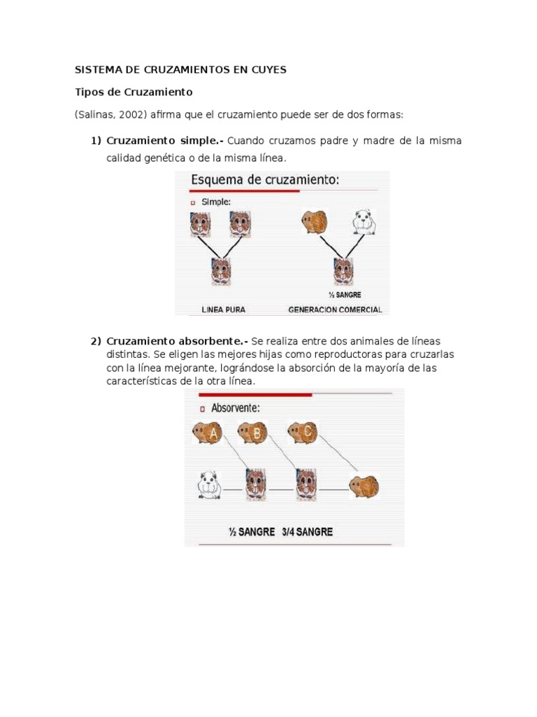 Sistema de Cruzamientos en Cuyes | PDF | Organismos | Biología
