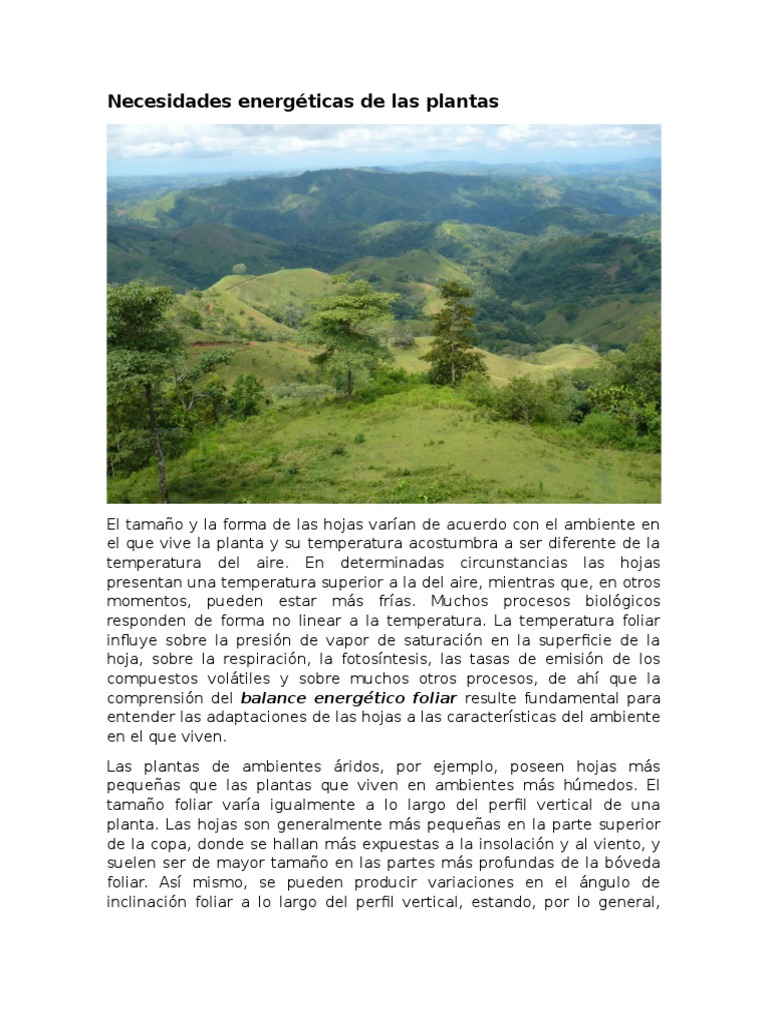 Necesidades Energéticas de Las Plantas | PDF | Hoja | Convección