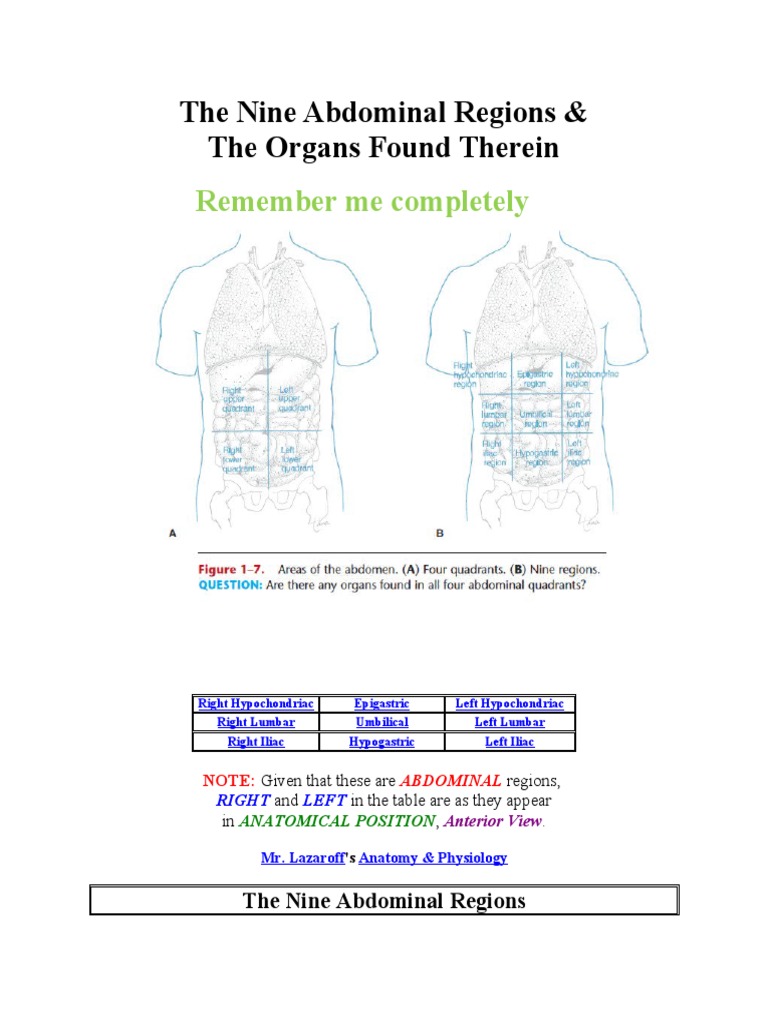 The Nine Abdominal Regions | PDF