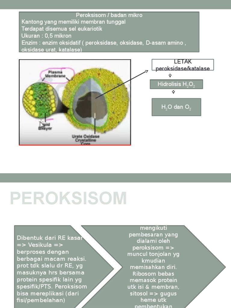 Peroksisom Dan Glioksisom | PDF