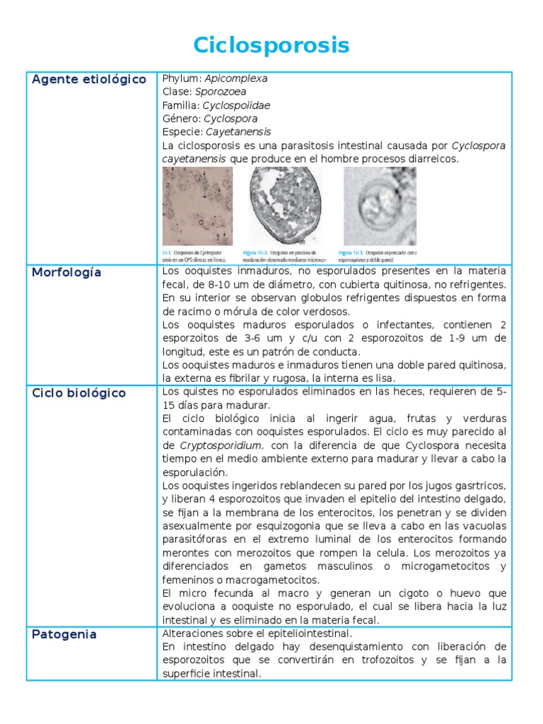 Morfología y ciclo de Cyclospora cayetanensis | PDF | Especialidades ...