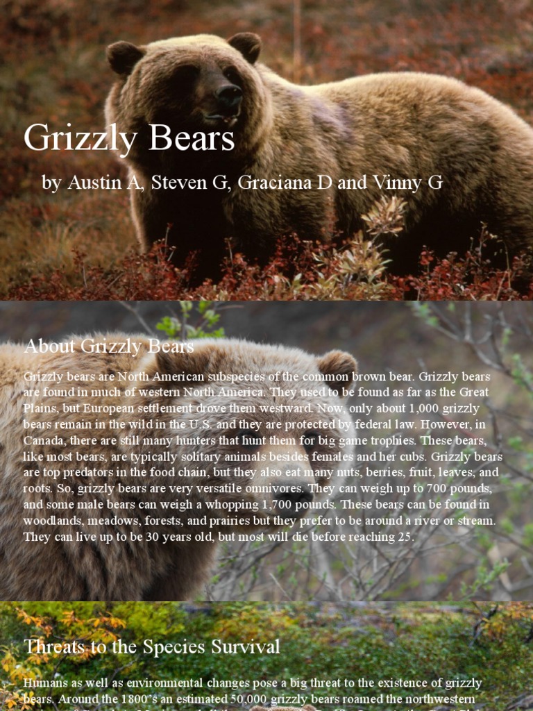 Grizzly Bear Presentation | PDF | Grizzly Bear | Bears