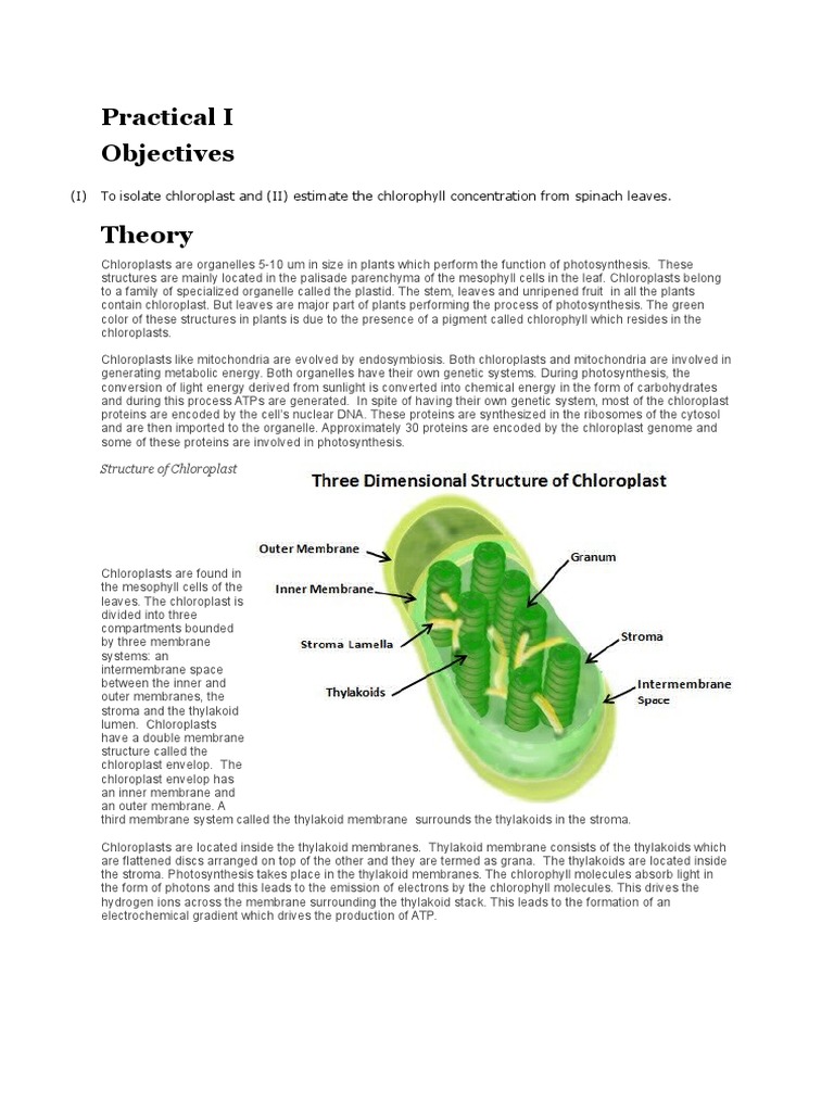 Chloroplast Isolation | PDF | Chloroplast | Photosynthesis