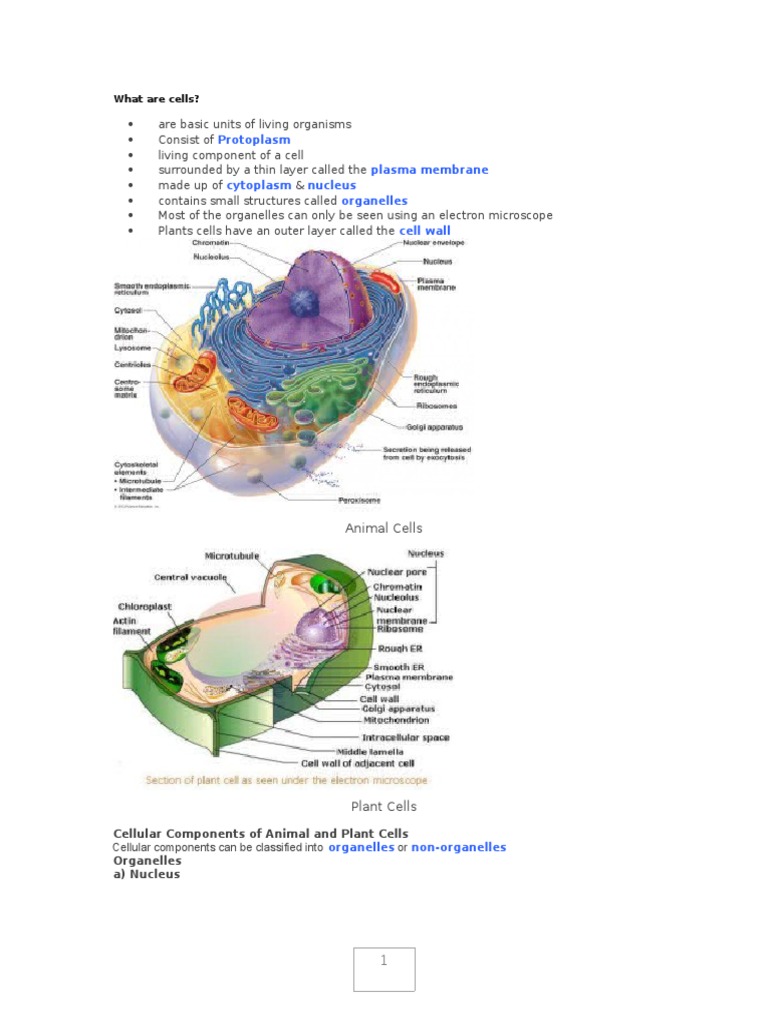 Protoplasm Plasma Membrane Cytoplasm Nucleus Organelles Cell Wall | PDF ...