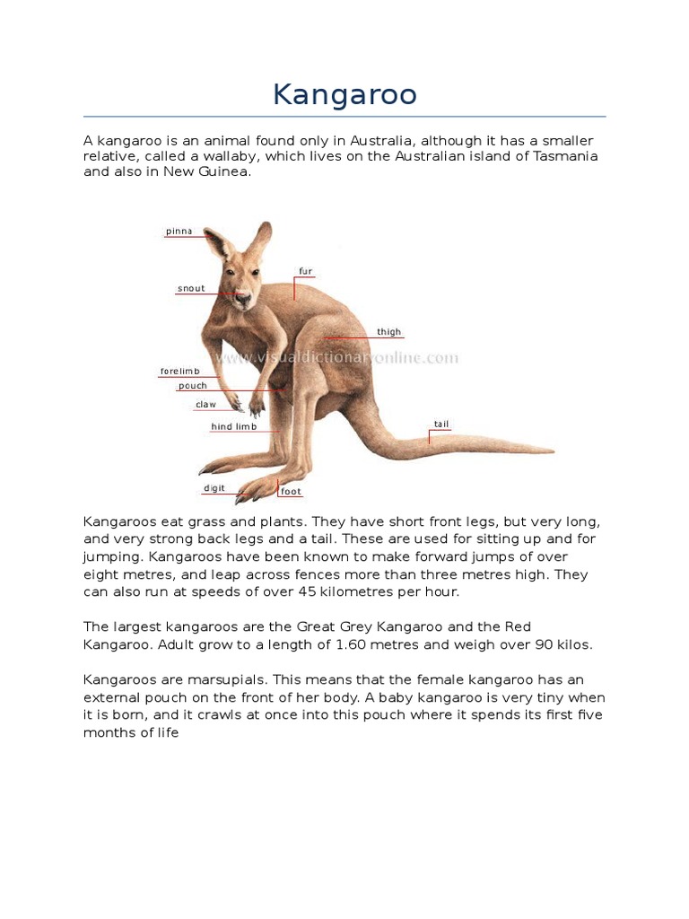 Kangaroo | PDF
