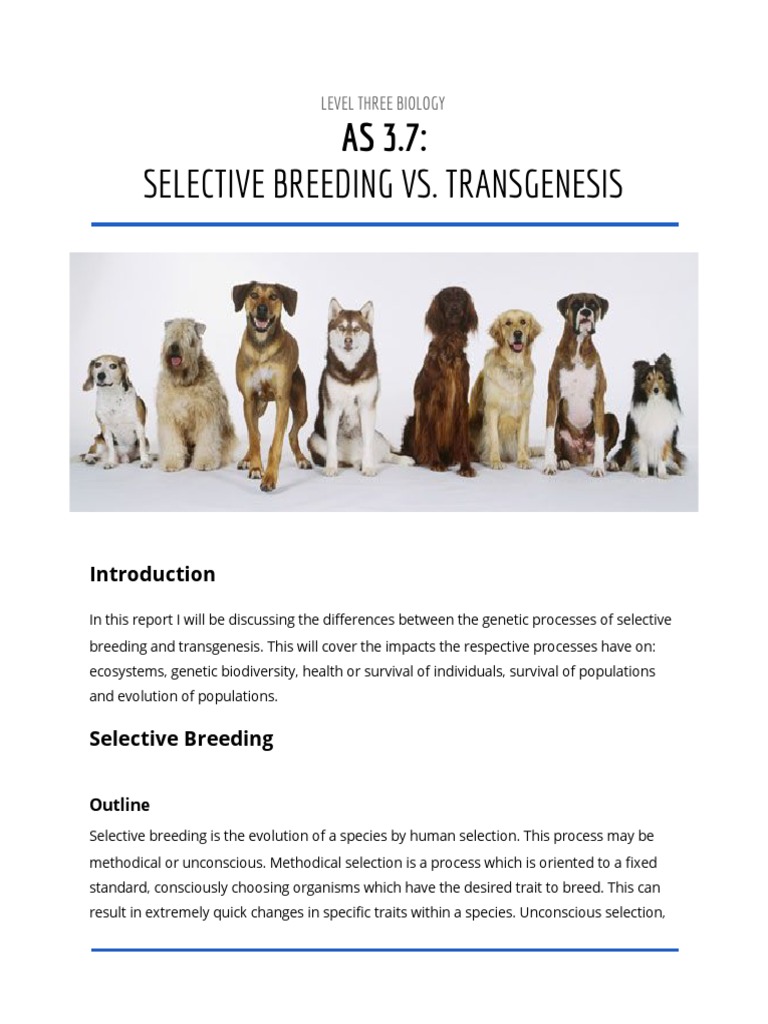 LEVEL THREE BIOLOGY: SELECTIVE BREEDING VS. TRANSGENESIS | PDF ...