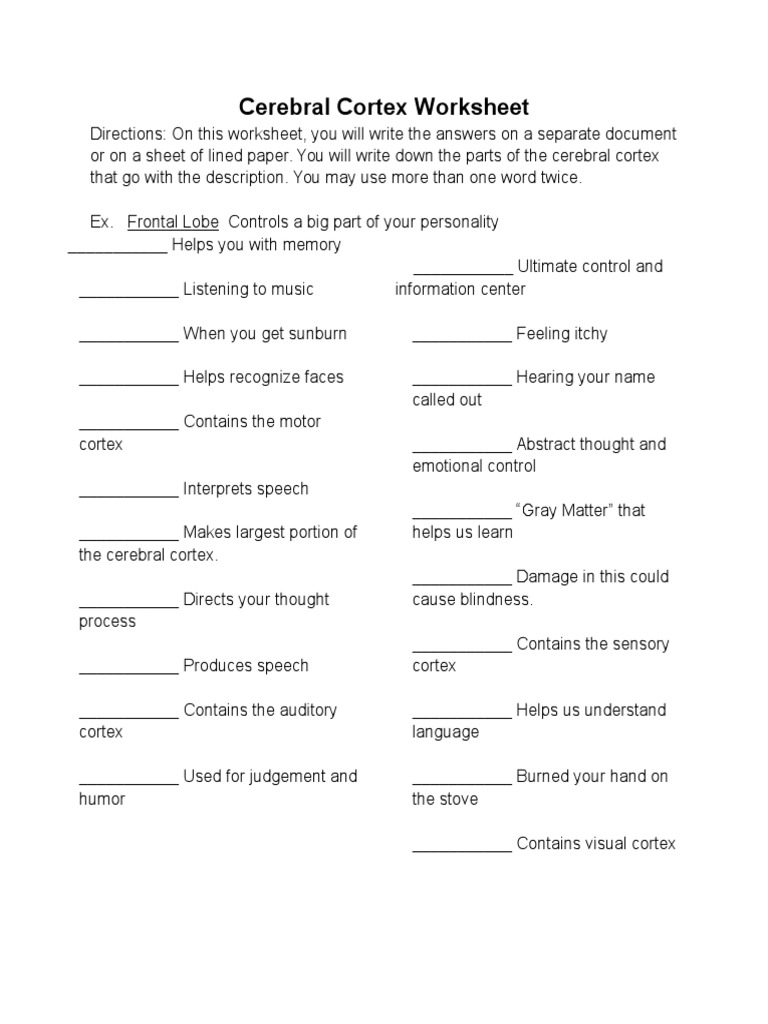 Cerebral Cortex Worksheet Answers | PDF