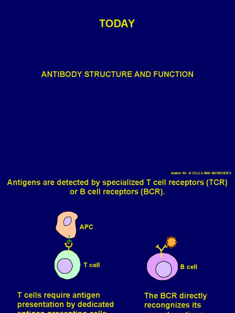 Lecture 6 Antibody Structure and Function1 | PDF | Antibody | B Cell