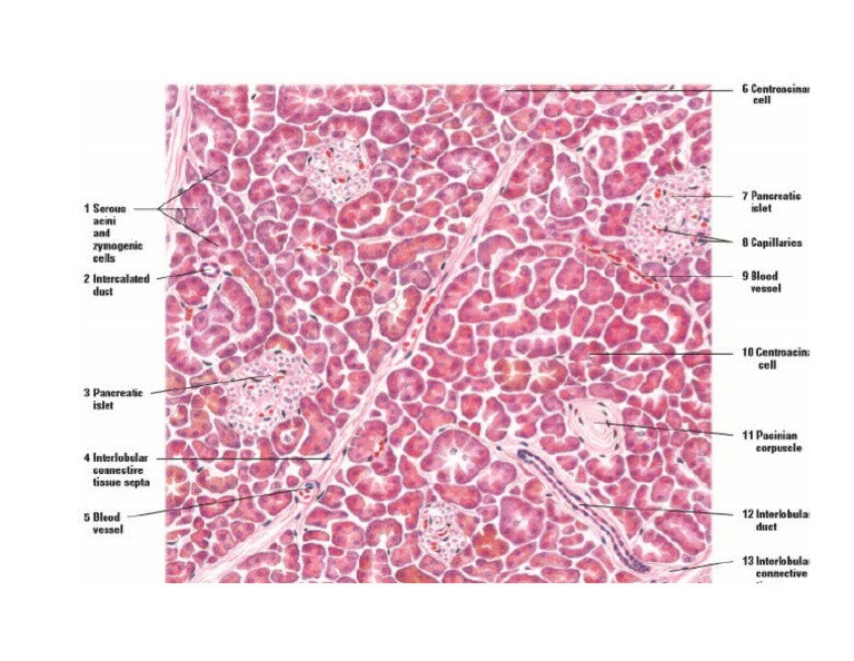 Pankreas Eksokrin | PDF