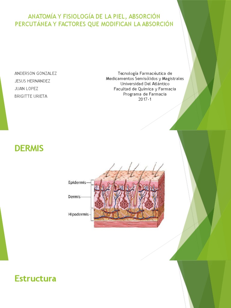 ABSORCIÓN-PERCUTÁNEA | Colágeno | Piel