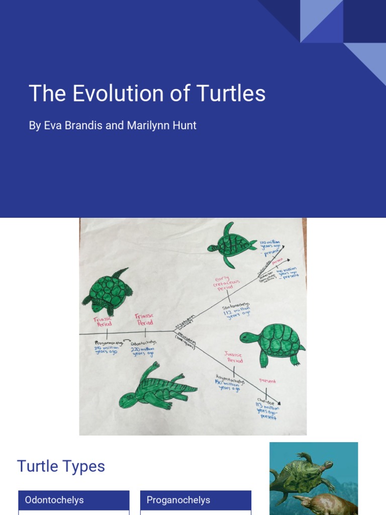 Turtle Evolution | PDF | Turtle | Reptile