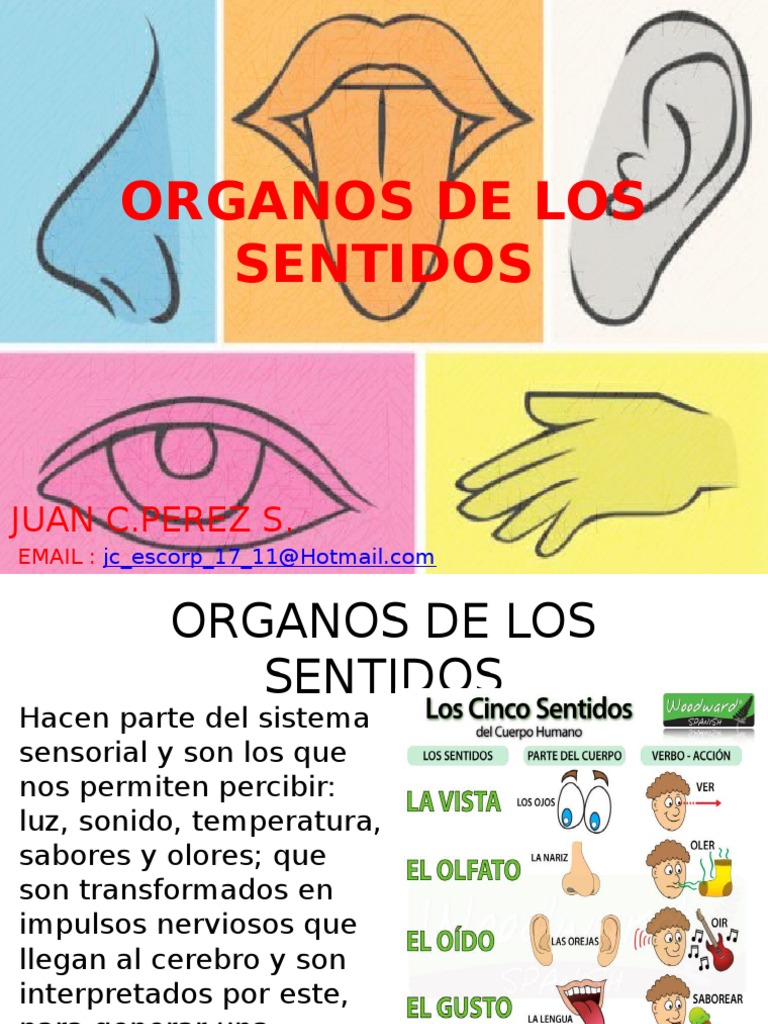 Anatomía y Función de los Sentidos | PDF | Gusto | Olfato