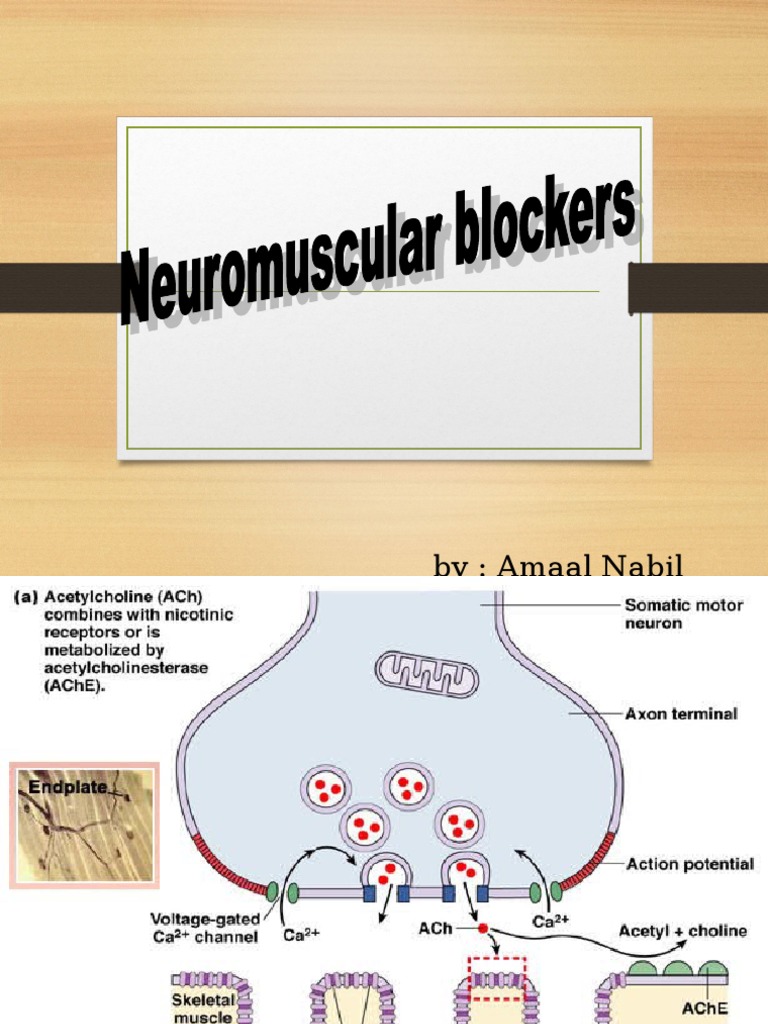 Neuromuscular Blockers: Types & Uses | PDF | Acetylcholine | Drugs