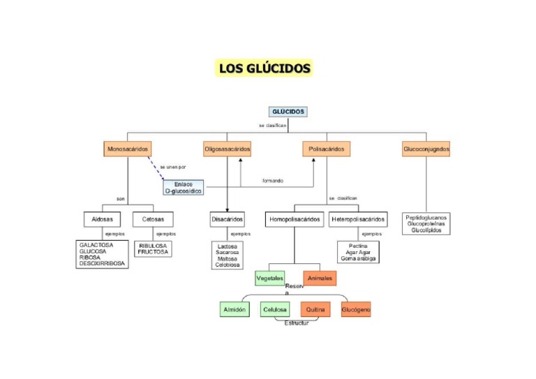 Esquema Glucidos | PDF