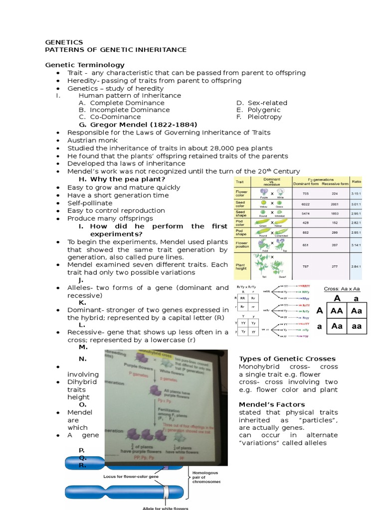 Genetics Patterns of Genetic Inheritance Genetic Terminology | PDF ...