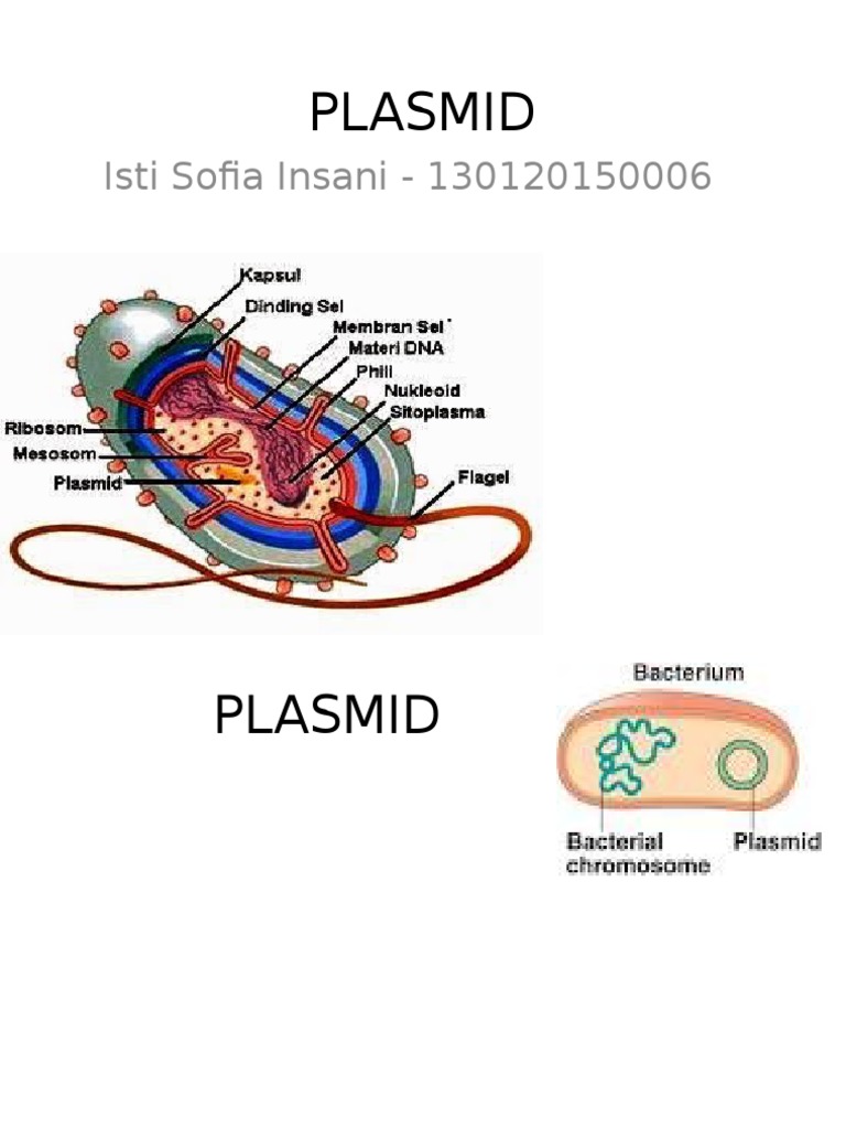 Plasmid | PDF