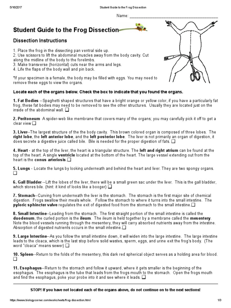 Student Guide To The Frog Dissection | Download Free PDF | Small ...