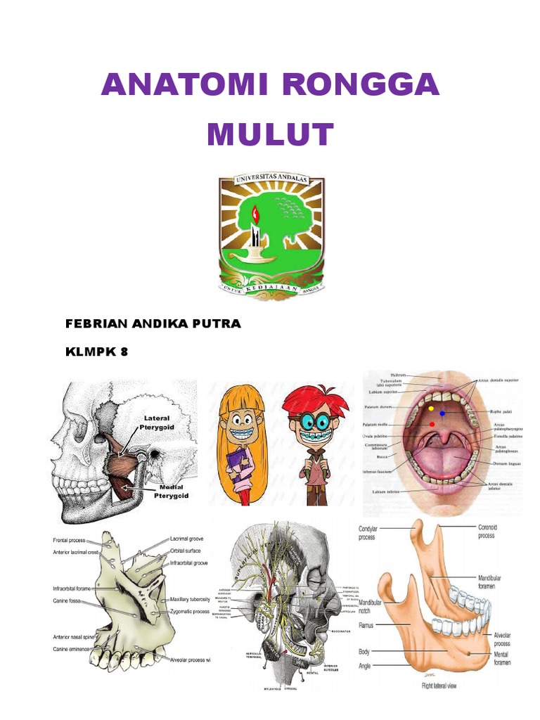 Anatomi Rongga Mulut (Tugas) | PDF