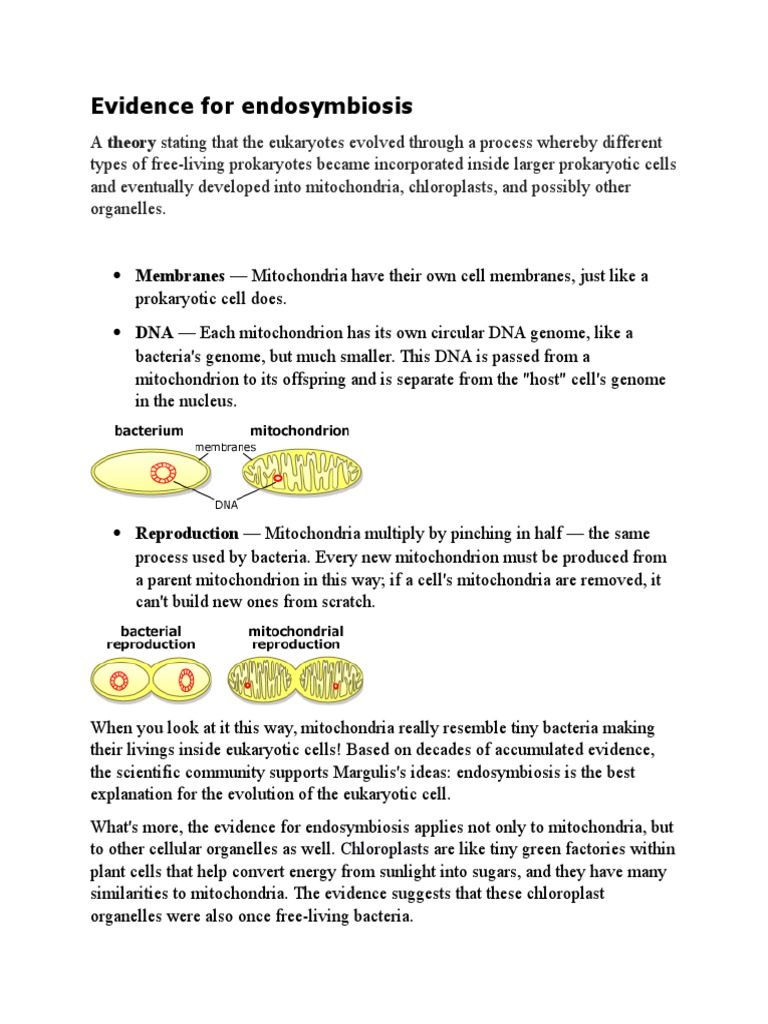 Evidence For Endosymbiosis | PDF | Mitochondrion | Cell (Biology)