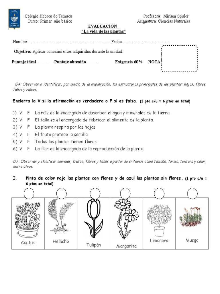 Prueba Las Como Son Las Plantas Unidad 1 | PDF | Tallo de la planta ...